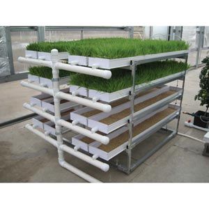 hydroponic feed