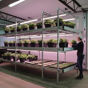 Greenhouse Growing Benches